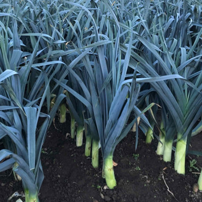 Marshalls Garden Leek Seeds 'Stromboli' 40 Seeds Fast-growing Hardy