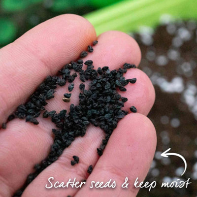 Marshalls Garden Leek Seeds 'Stromboli' 40 Seeds Fast-growing Hardy
