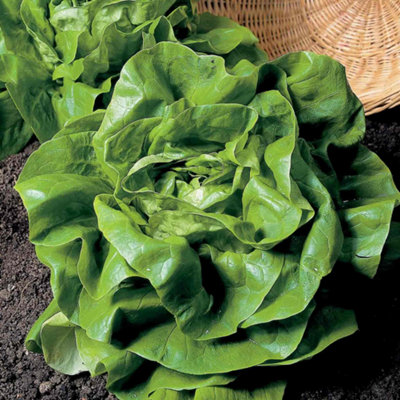 Marshalls Garden Lettuce Seeds 'All The Year Round' Butterhead variety ...