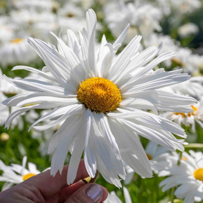 Marshalls Garden Leucanthemum 'Crazy Daisy' Frilly Shasta Daisy, Hardy ...