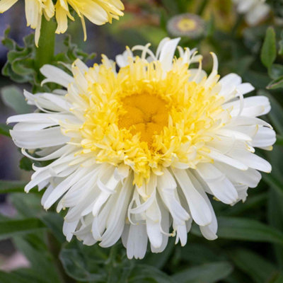Marshalls Garden Leucanthemum 'Real Charmer' Hardy Perennial ...