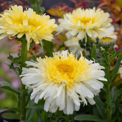 Marshalls Garden Leucanthemum 'Real Charmer' Hardy Perennial ...