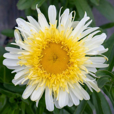 Marshalls Garden Leucanthemum 'Real Charmer' Hardy Perennial ...