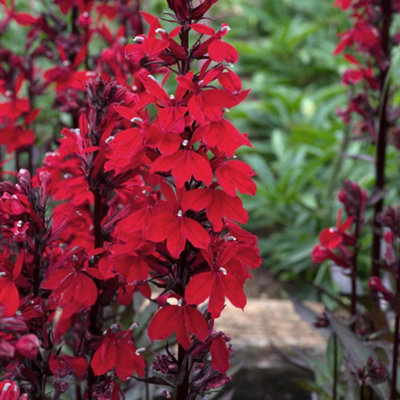 Marshalls Garden Lobelia 'Starship Scarlet Bronze Leaf' - Hardy ...