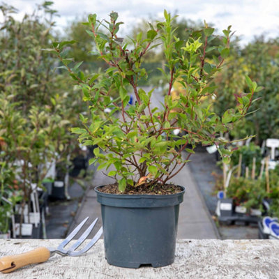 Marshalls Garden Lowberry Blueberry 'Little Blue Wonder' Dwarf Patio ...
