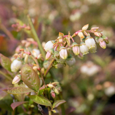 Marshalls Garden Lowberry Blueberry 'Little Blue Wonder' Dwarf Patio ...