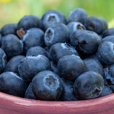 Marshalls Garden Lowberry Blueberry 'Little Blue Wonder' Dwarf Patio ...