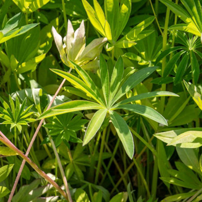 Marshalls Garden Lupin 'Legendary Blue Shades' Hardy Perennial for ...
