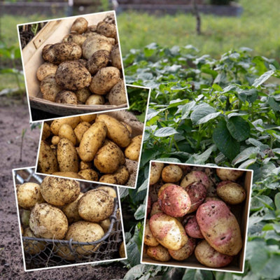 Marshalls Garden Marshalls Garden Best Selling Potato Collection 4 x ...