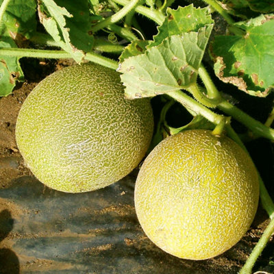 Marshalls Garden Melon Seeds Outdoor Wonder - Outdoor Melon for UK ...