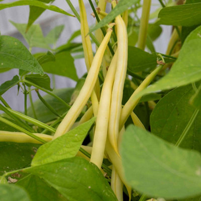 Marshalls Garden Monte Gusto Climbing French Bean Seeds - Stringless ...