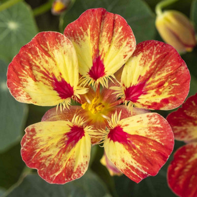 Marshalls Garden Nasturtium Seeds 'Ice Cream Sundae' 25 Pack - Edible ...