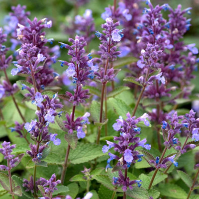 Marshalls Garden Nepeta x faassenii 'Whispurr Blue' - Lavender-Blue ...