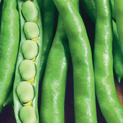 Marshalls Garden Organic Broad Bean Seeds Aquadulce - 50 Seeds
