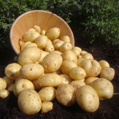 Marshalls Garden Organic Seed Potato 'Casablanca' 1kg Tubers