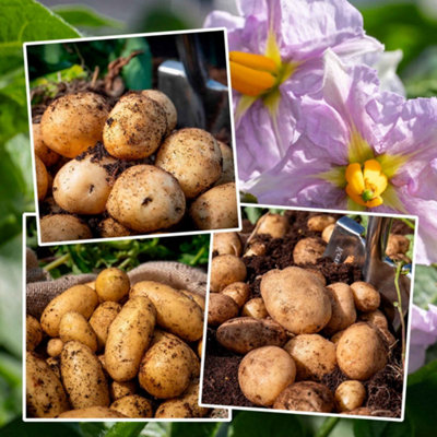 Marshalls Garden Organic Seed Potato Collection 3kg Tubers