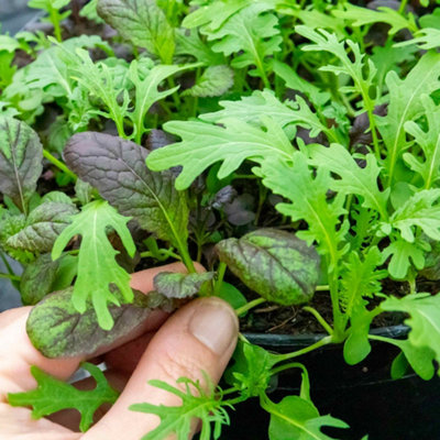 Marshalls Garden Oriental Seeds Mustard Mix Mixed Leaf Mustard Seeds ...