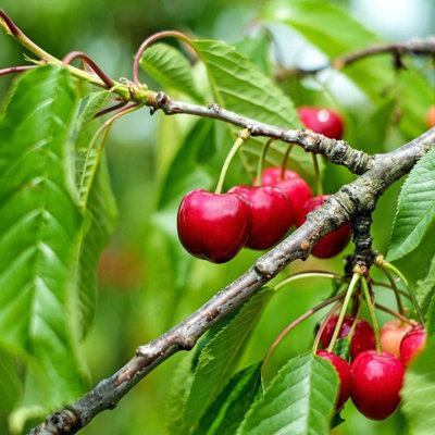 Marshalls Garden Patio Cherry Tree 'Stella' (Prunus avium) - Self ...