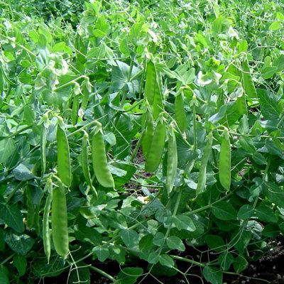 Marshalls Garden Pea Seeds Snow 'Sweet Horizon' High-yield sweet peas ...