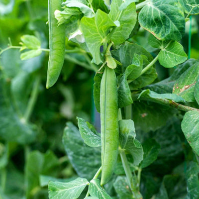 Marshalls Garden Pea Seeds 'Utrillo' RHS AGM, Large-podded Shelling Pea ...