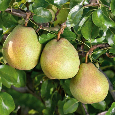Marshalls Garden Pear 'Doyenne du Comice' Tree - Large Sweet Dessert ...