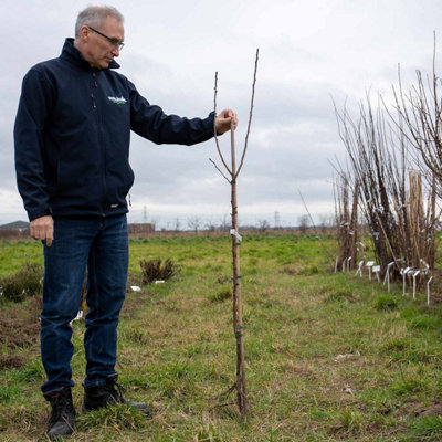 Marshalls Garden Pear Tree Beurre Hardy - Dessert Pear on Quince A ...