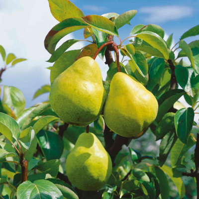 Marshalls Garden Pear Tree 'Williams Bon Chrétien' (Quince Rootstock ...