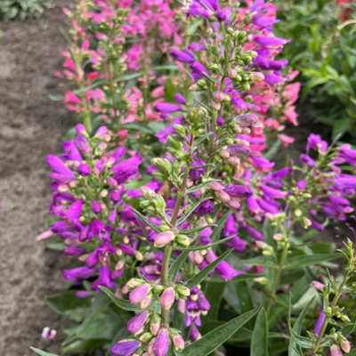 Marshalls Garden Penstemon barbatus 'Barbatus Mix' Seeds, 250 Pack ...