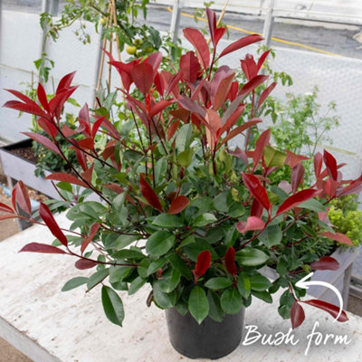 Marshalls Garden Photinia 'Red Robin' - 3 Pack evergreen shrub, bright ...