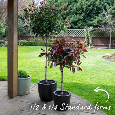 Marshalls Garden Photinia 'Red Robin' - 3 Pack evergreen shrub, bright ...