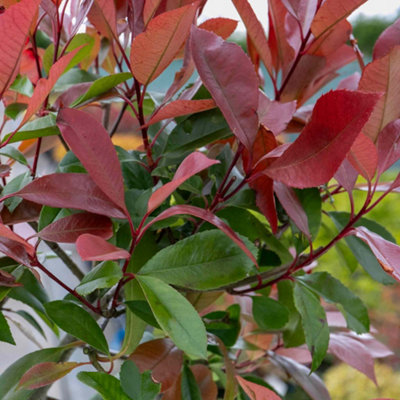 Marshalls Garden Photinia 'Red Robin' - 3 Pack evergreen shrub, bright ...