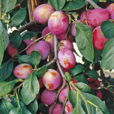 Marshalls Garden Plum 'Victoria' (Pruna) - Self-Fertile Semi-Dwarf on ...