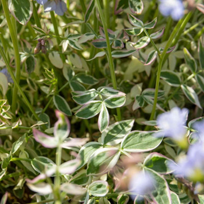 Marshalls Garden Polemonium 'Stairway To Heaven' - Variegated foliage ...