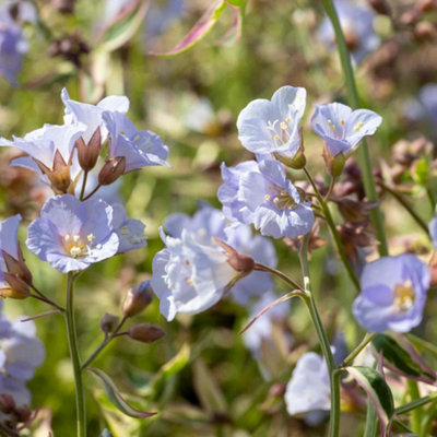 Marshalls Garden Polemonium 'Stairway To Heaven' - Variegated foliage ...