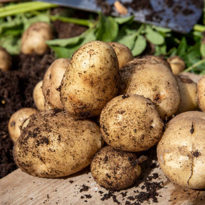 Marshalls Garden Potato 'Nicola' Seed Potato Christmas Harvest - Late ...