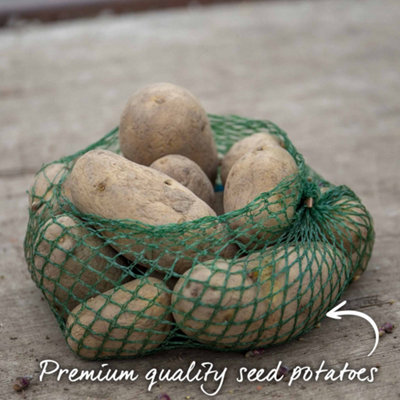 Marshalls Garden Potato 'Nicola' Seed Potato Christmas Harvest - Late ...