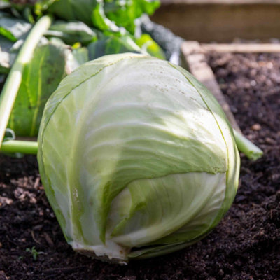 Marshalls Garden Primo 2 Cabbage Seeds, 500 Seeds Pack for Ball-Head ...