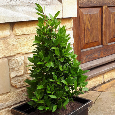 Marshalls Garden Pyramid Bay Tree (Laurus nobilis) - 70cm or 100cm ...