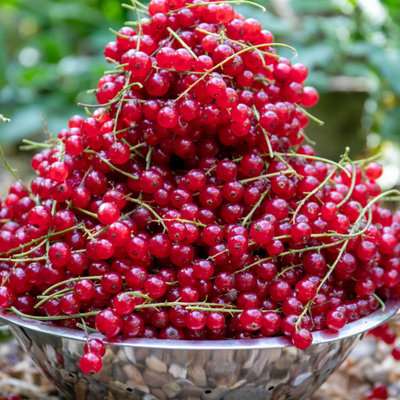 Marshalls Garden Redcurrant 'Rovada' Bare Root Plant - High Yield ...