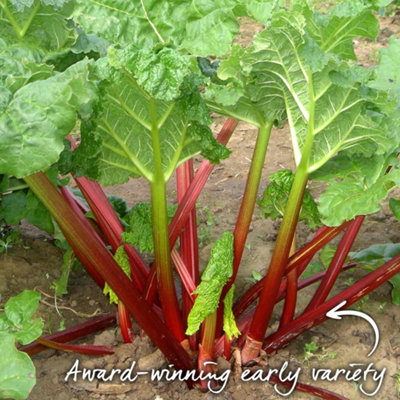 Marshalls Garden Rhubarb 'Timperley Early', RHS Awarded Early Forcing ...