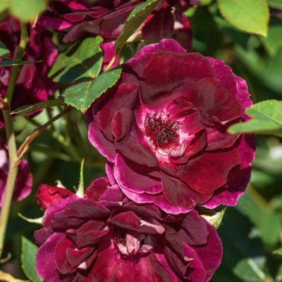 Marshalls Garden Rose 'Burgundy Ice' Floribunda bush with deep plum ...