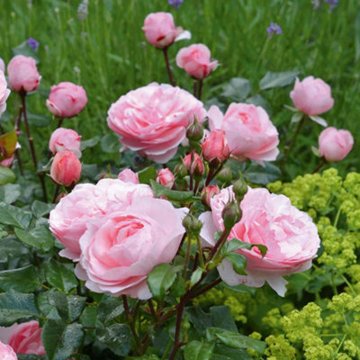Marshalls Garden Rose 'Darling' Floribunda - Compact Soft Pink Double ...