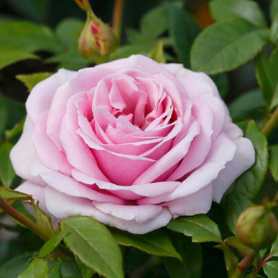Marshalls Garden Rose 'Hopes and Dreams' (Hybrid Tea) Lilac double ...