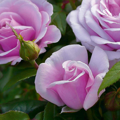 Marshalls Garden Rose 'Hopes and Dreams' (Hybrid Tea) Lilac double ...