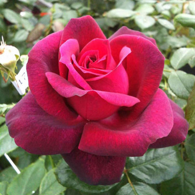 Marshalls Garden Rose 'Royal Parfuma' (Hybrid Tea) Fragrant Dark Purple ...
