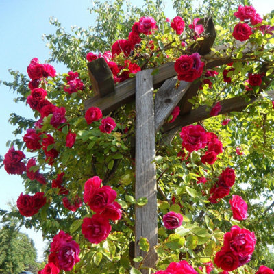 Marshalls Garden Rose 'Starlight Express' Fragrant Dark Pink Climbing ...