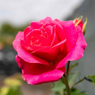 Marshalls Garden Rose 'Starlight Express' Fragrant Dark Pink Climbing ...