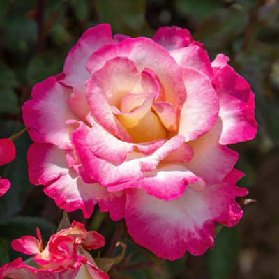 Marshalls Garden Rose 'You're My Everything' ROTY 2025 (Hybrid Tea Rose ...