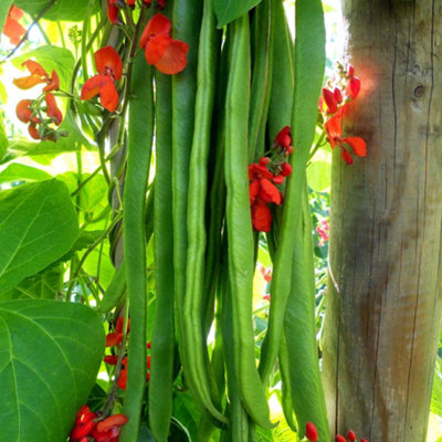 Marshalls Garden Runner Bean Seeds Firestorm - Self-Fertile, High-Yield ...
