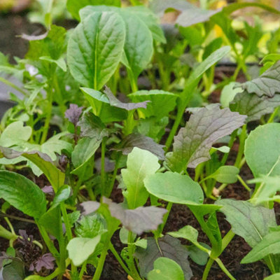 Marshalls Garden Salad Leaves Seeds Provencale Mix Winter-Hardy Blend ...